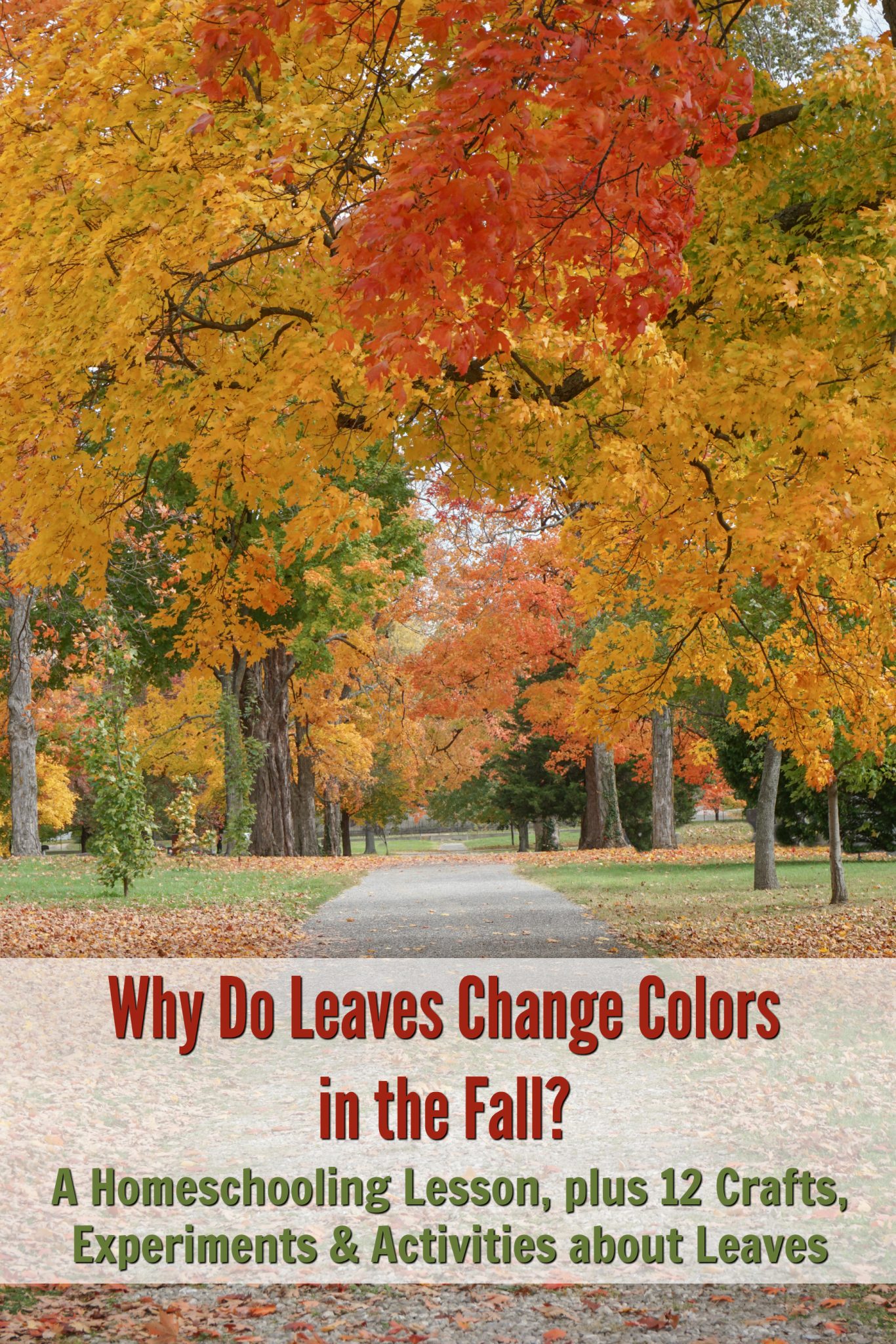 Why Do Leaves Change Colors In The Fall A Homeschooling Lesson Plus Why Do Leaves Change Colors In The Fall A Homeschooling Lesson Plus